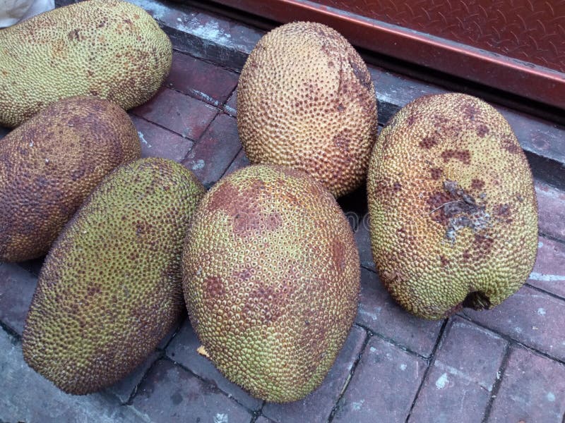 Jackfruits, Indonesian Local Fruit Stock Image - Image of tree, food ...