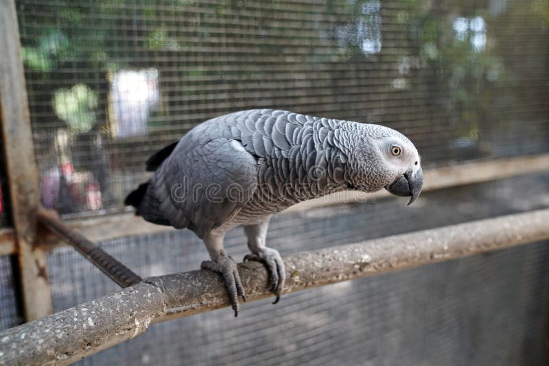 Parrot Jacko Stock Photos - Free & Royalty-Free Stock Photos from ...