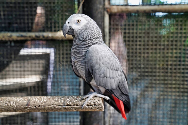 Jacko the Parrot Sits on a Tree Branch Stock Image - Image of jacko ...