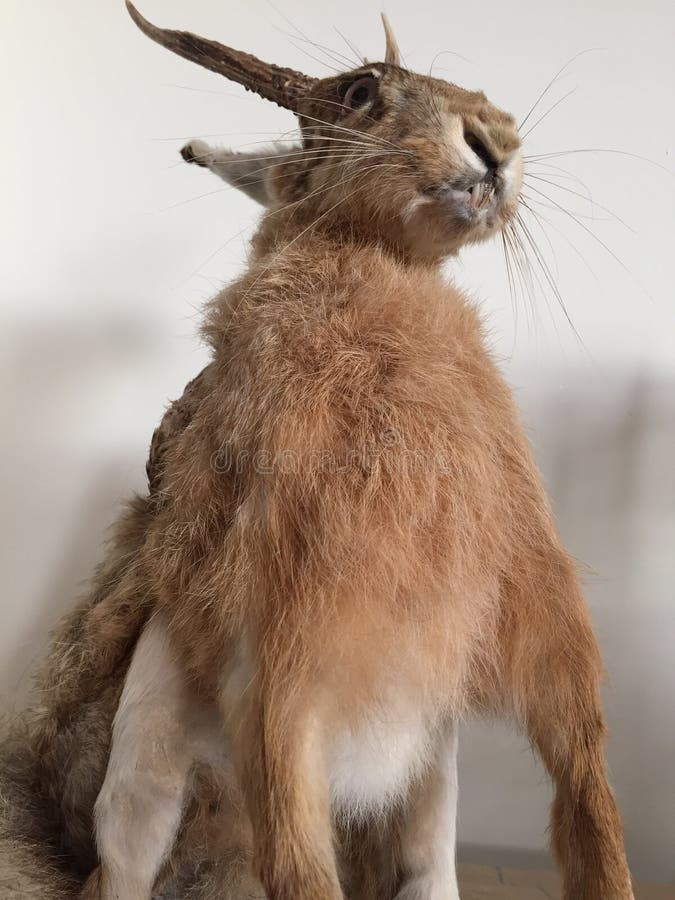 Jackolope stock image. Image of jackolope, angle, shot - 58759857