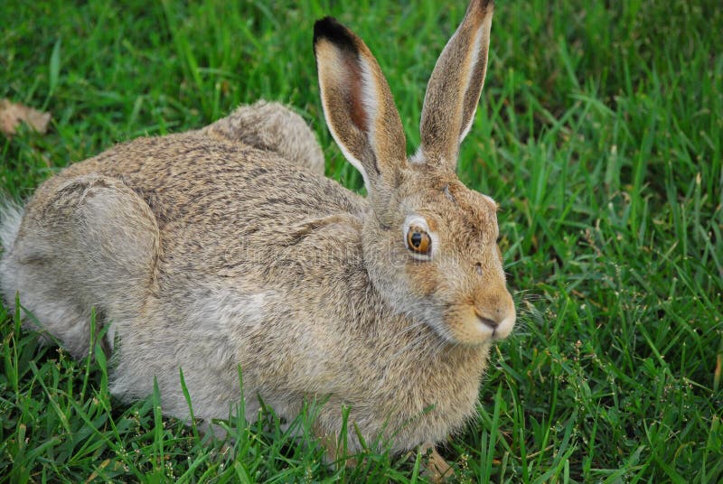 Jackrabbit stock image. Image of critter, ears, field - 11115291
