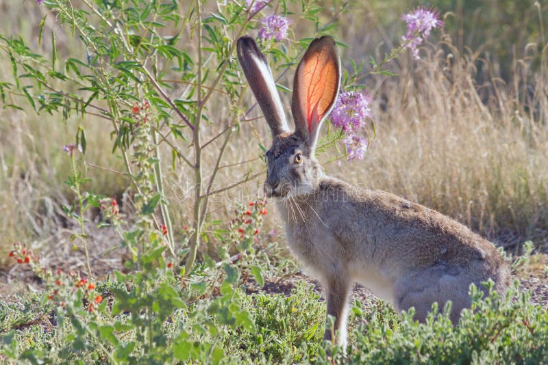 Jackrabbit stock photo. Image of hairy, jackrabbit, europaeus - 18776726