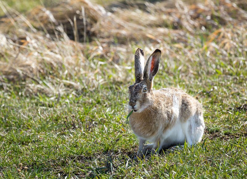 Jackrabbit photo stock. Image du brun, herbe, wyoming - 39993454