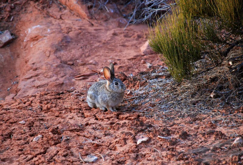 Jackrabbit in Arches National Park Stock Photo - Image of rock, view ...