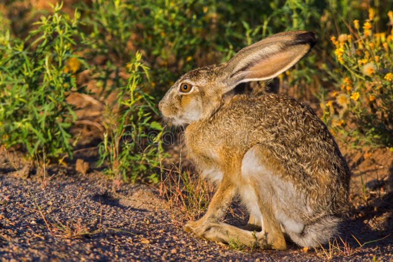 Jackrabbit de cola negra foto de archivo. Imagen de colorado - 97452148