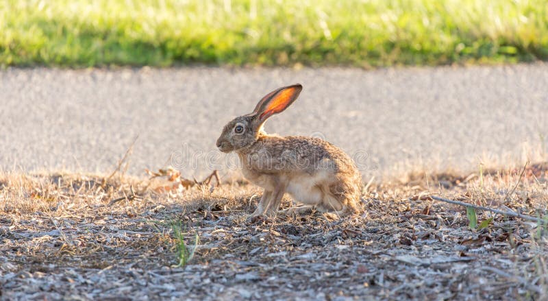 Jackrabbit De Cola Negra - Californicus Del Lepus, Vista Posterior Foto de archivo - Imagen de ...