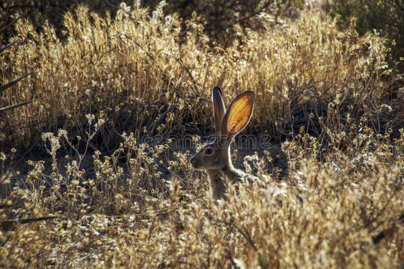 Desert Jackrabbit in Saguaro National Park Stock Image - Image of ...