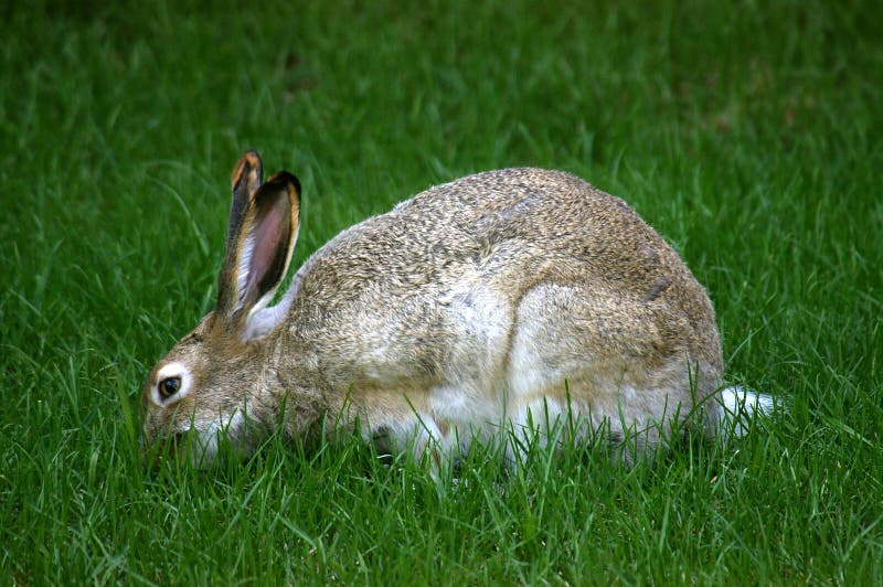 Jackrabbit Eating stock image. Image of grass, lawn, rabbit - 151033