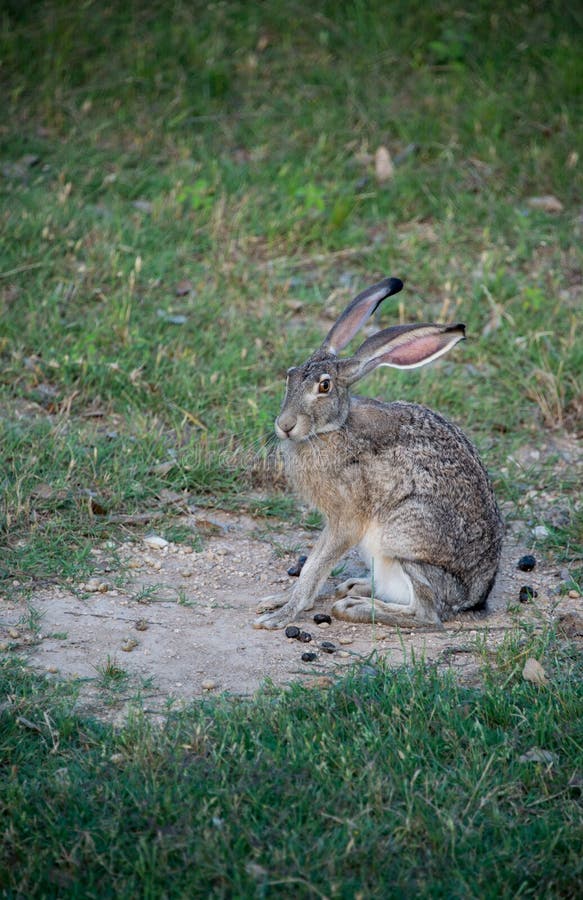Jackrabbit with Long Ears in Grassy Meadow Stock Photo - Image of lepus ...