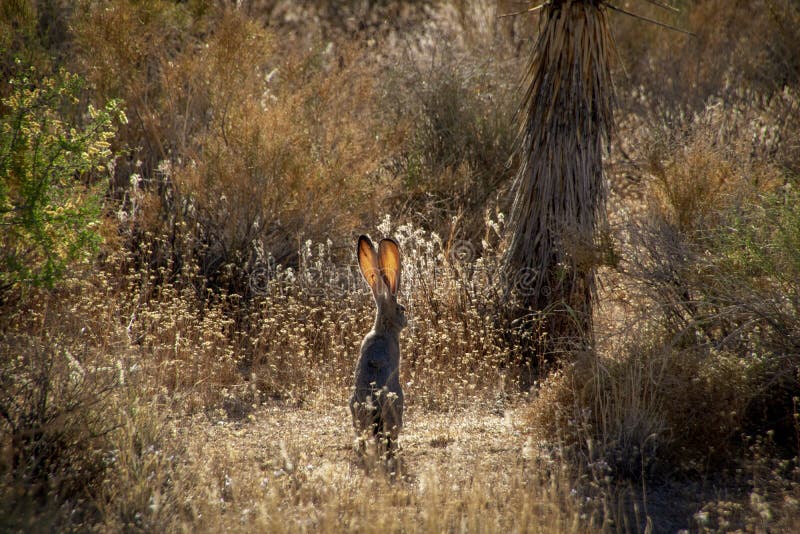 Desert Jackrabbit in Saguaro National Park Stock Image - Image of ...
