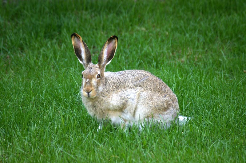 Jackrabbit Sitting stock photo. Image of rabbit, sitting - 151034
