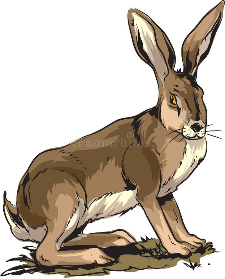 Jack Rabbit Illustratie How To Draw A Jack Rabbit | Awesome Scribble