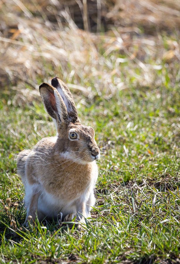 Jackrabbit stock photo. Image of mammal, fluffy, jackrabbit - 39990554