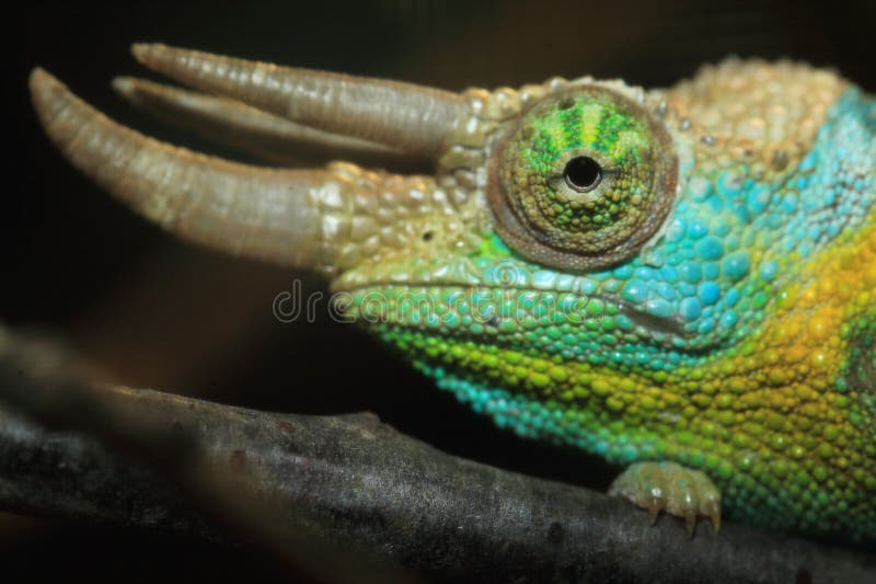 Jackson horned chameleon stock image. Image of three - 312880469