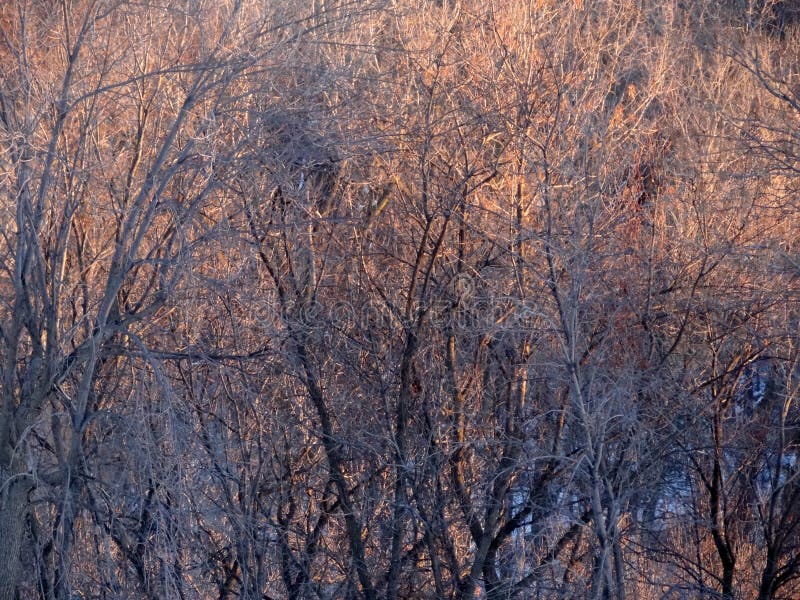 Jackson Pollock Trees image stock. Image of hiver, ombres - 49151489