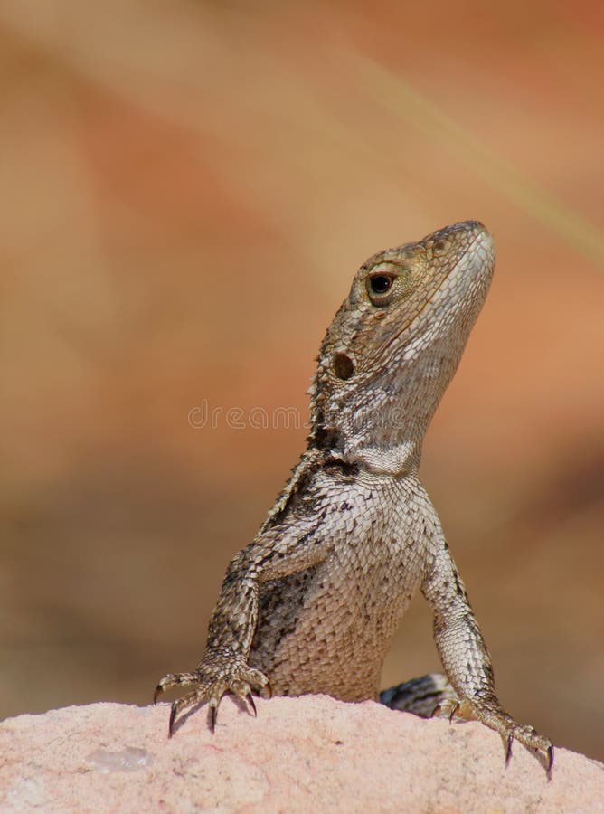 Jacky Dragon stock image. Image of lizard, australian - 13503459