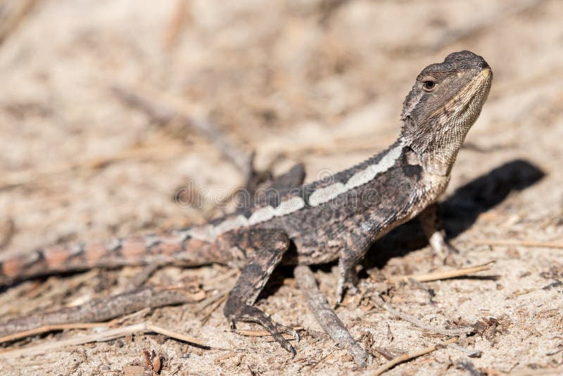 Jacky Dragon stock image. Image of lizard, australian - 13503459