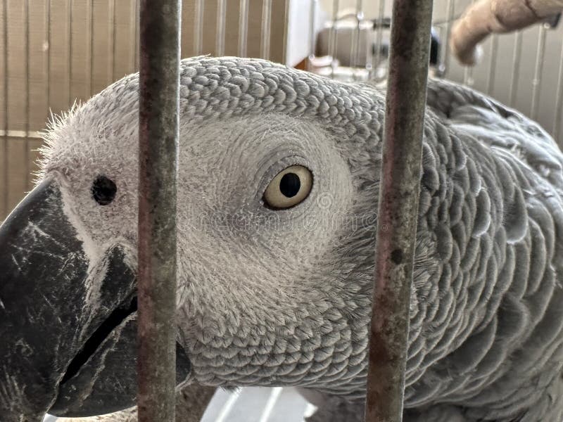 Jaco Parrot in a Cage. Feathered Gray with a Red Tail. a Large Talking ...