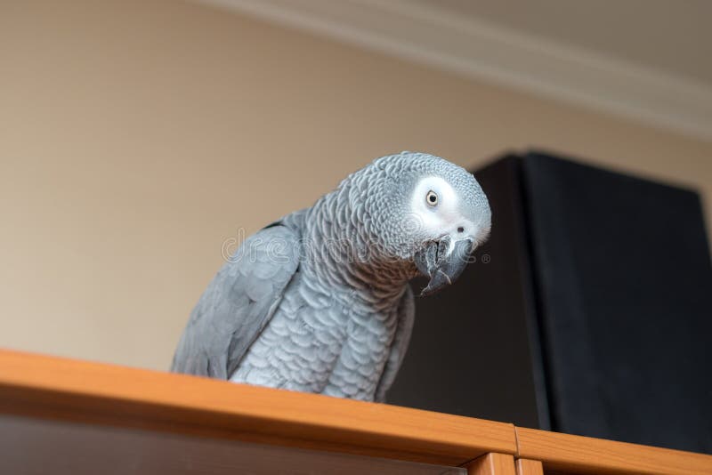 Jaco parrot close up stock image. Image of beak, bird - 245705825