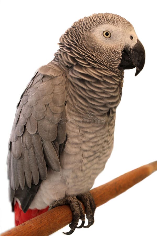 Jaco Parrot En El Fondo Blanco Imagen de archivo - Imagen de listo ...