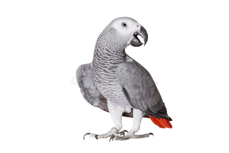 Gray Parrot Jaco White Background Stock Photos - Free & Royalty-Free ...