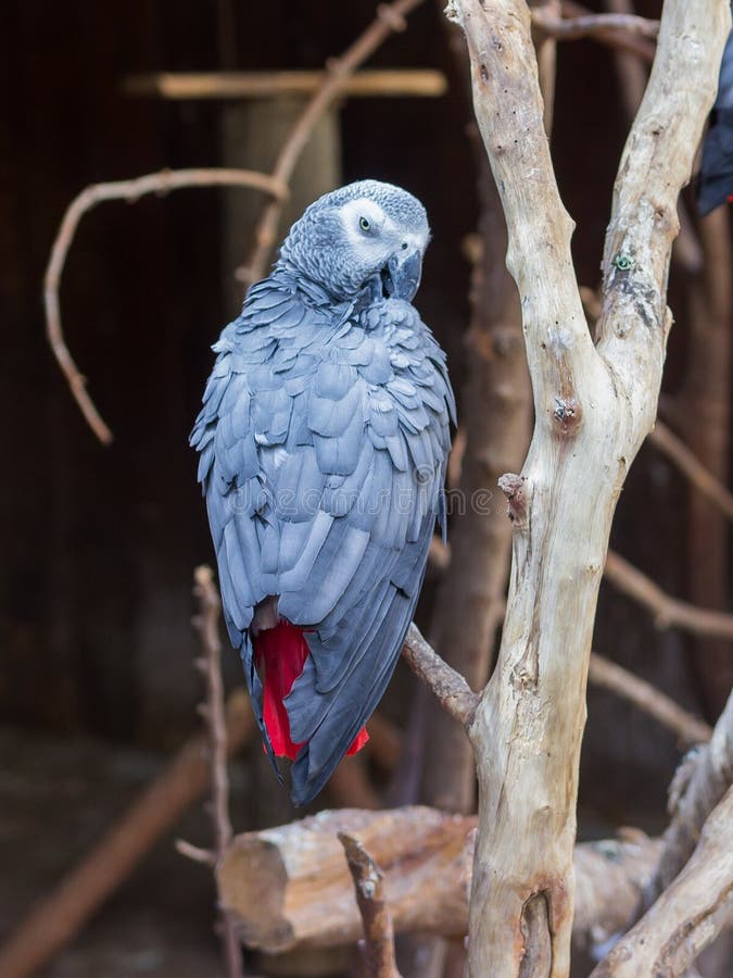Jaco Parrot Sitting in a Tree Stock Photo - Image of outdoor, mimic ...