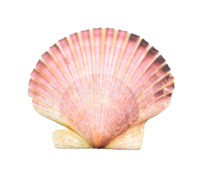 Pink Scalp Shell Closed Up Top View Isolated on White Stock ...