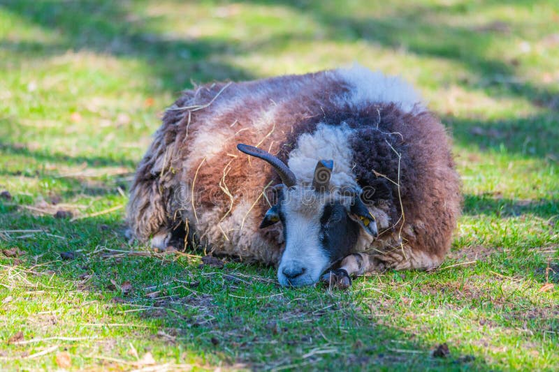 A Jacob Sheep Lies Relaxed on a Meadow and Enjoys the Day Stock Image ...