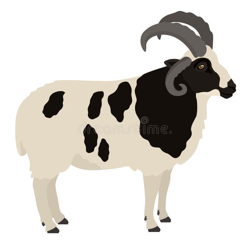 Jacob Sheep Tattoo
