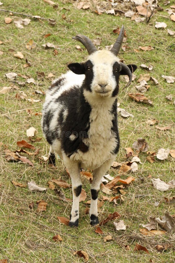 Jacob Sheep Posing Stock Photos - Free & Royalty-Free Stock Photos from ...