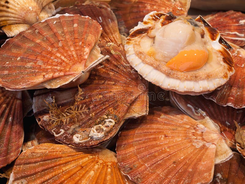 Jacob shells stock image. Image of allergy, iodine, shell - 48127371