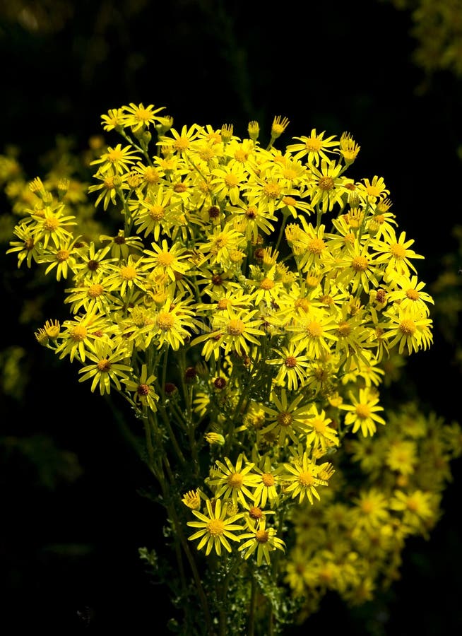 Jacobaea Vulgaris in a Meadow - Close Up. Stock Photo - Image of exotic ...