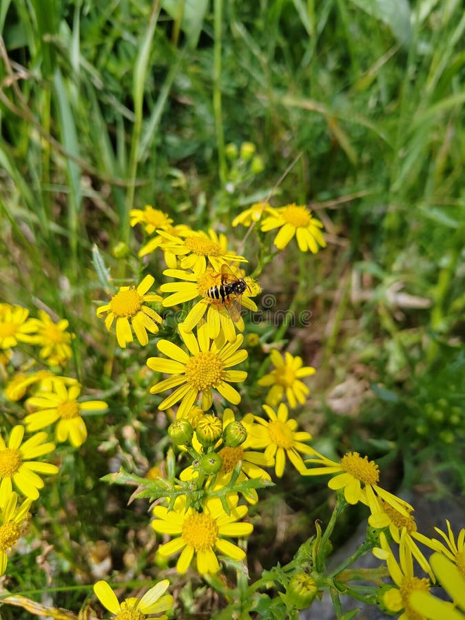 Jacobaea Vulgaris is a Very Common Wild Flower Stock Photo - Image of ...
