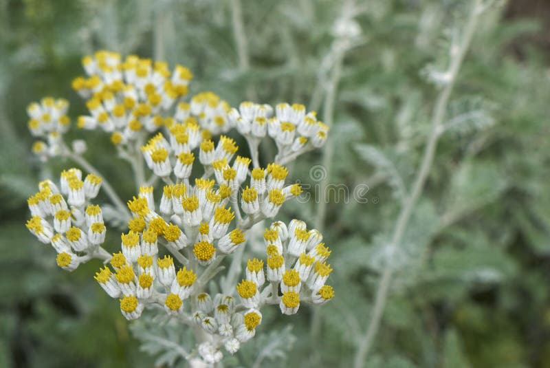 Jacobea maritima in bloom stock image. Image of cineraria - 147124765