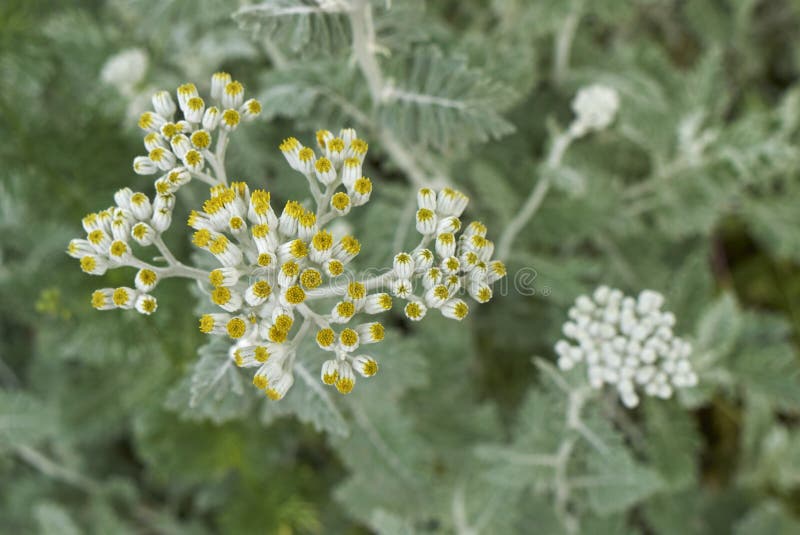 Jacobea maritima in bloom stock photo. Image of jacobea - 147124722