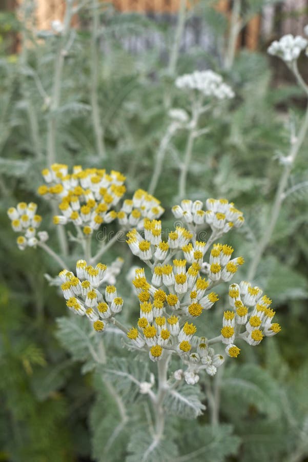 Jacobea maritima in bloom stock image. Image of cineraria - 147124765