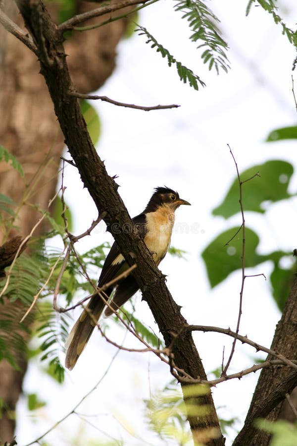 Jacobin cuckoo stock image. Image of sitting, wildlife - 122773777