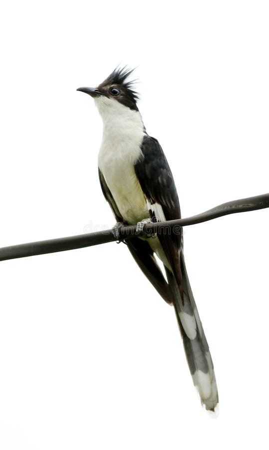 Jacobin Cuckoo, Clamator Jacobinus, Jhalana, Rajasthan, India Stock ...