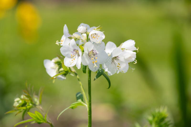 Jacobs Ladder (polemonium Caeruleum) Flowers Stock Image - Image of ...