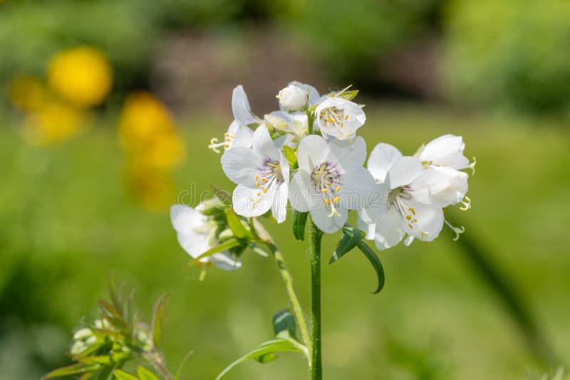 Jacobs Ladder (polemonium Caeruleum) Flowers Stock Image - Image of ...