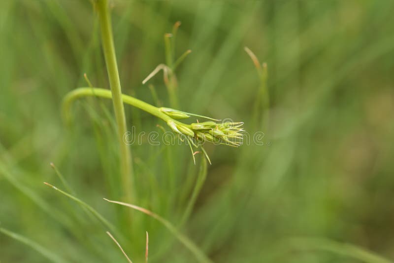 Asphodeline Liburnica - Wild Flower Stock Image - Image of wild, bloom ...