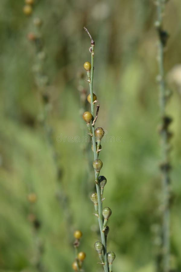 Asphodeline Liburnica - Wild Flower Stock Photo - Image of botanist ...