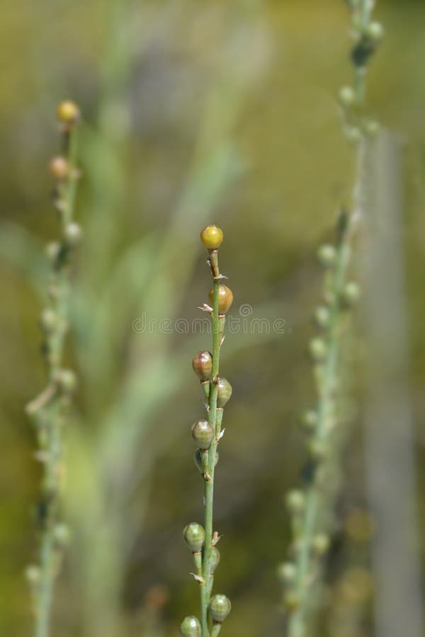 Asphodeline Liburnica - Wild Flower Stock Photo - Image of botanist ...