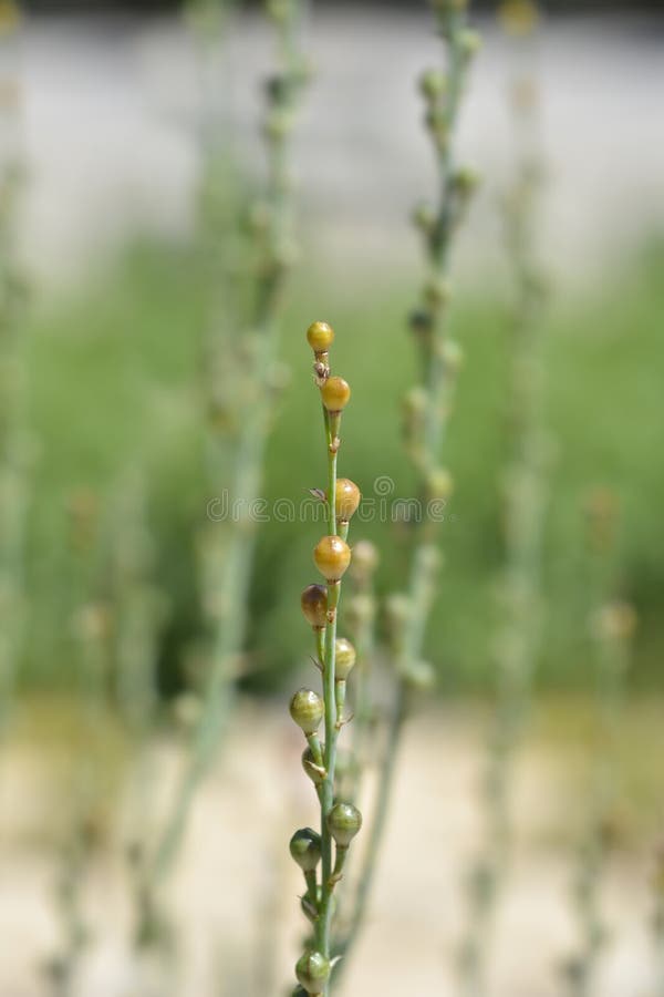 Asphodeline Liburnica - Wild Flower Stock Image - Image of closeup ...