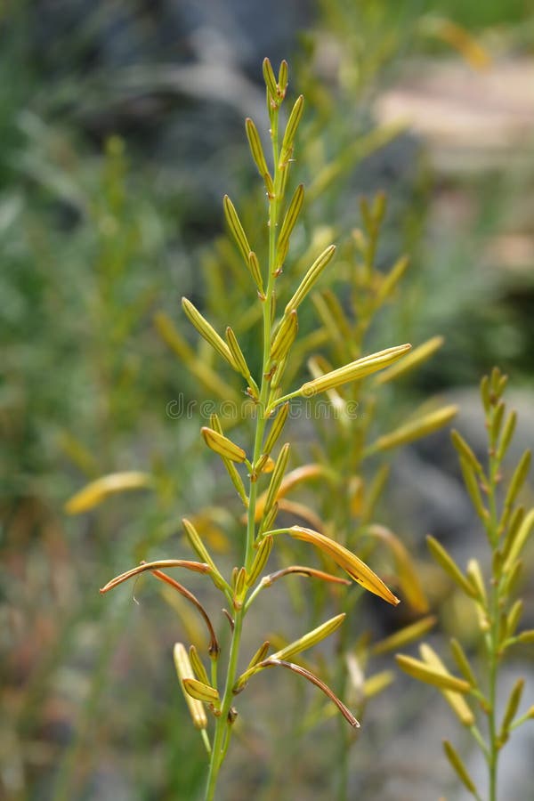 Asphodeline Liburnica - Wild Flower Stock Photo - Image of botanist ...