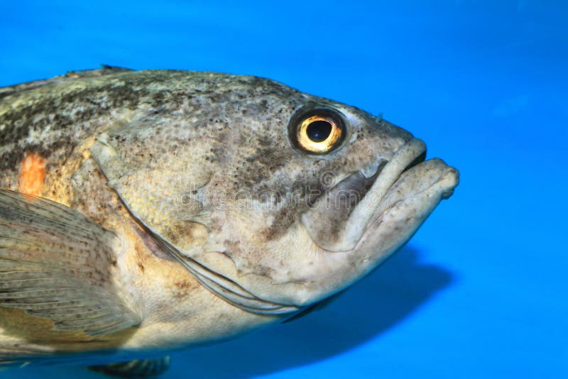 Jacopever stock photo. Image of schlegeli, japan, nature - 46956604