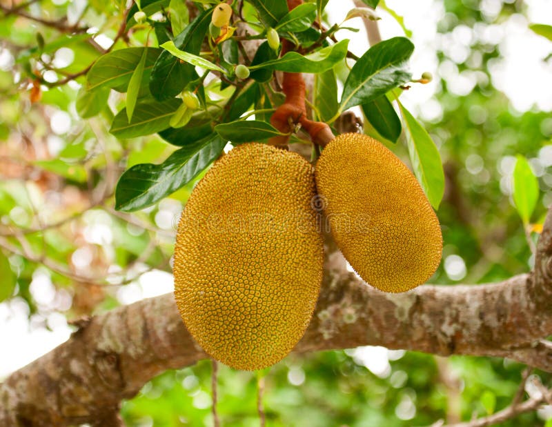 Fruit D'une Fruit à Pain - Altilis D'Artocarpus, Arbre Dans Une Section ...