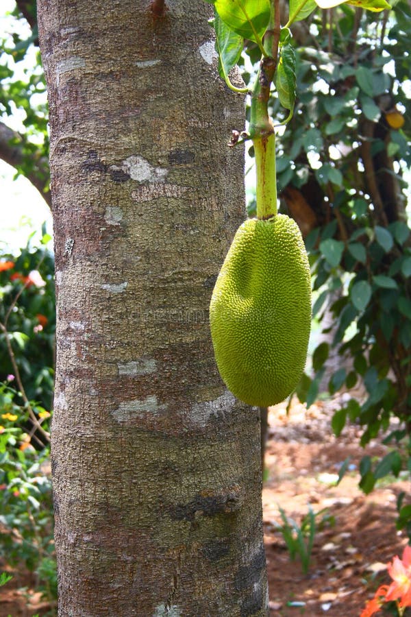 Jacquier Dans Minneriya, Sri Lanka Photo stock - Image du exotique ...