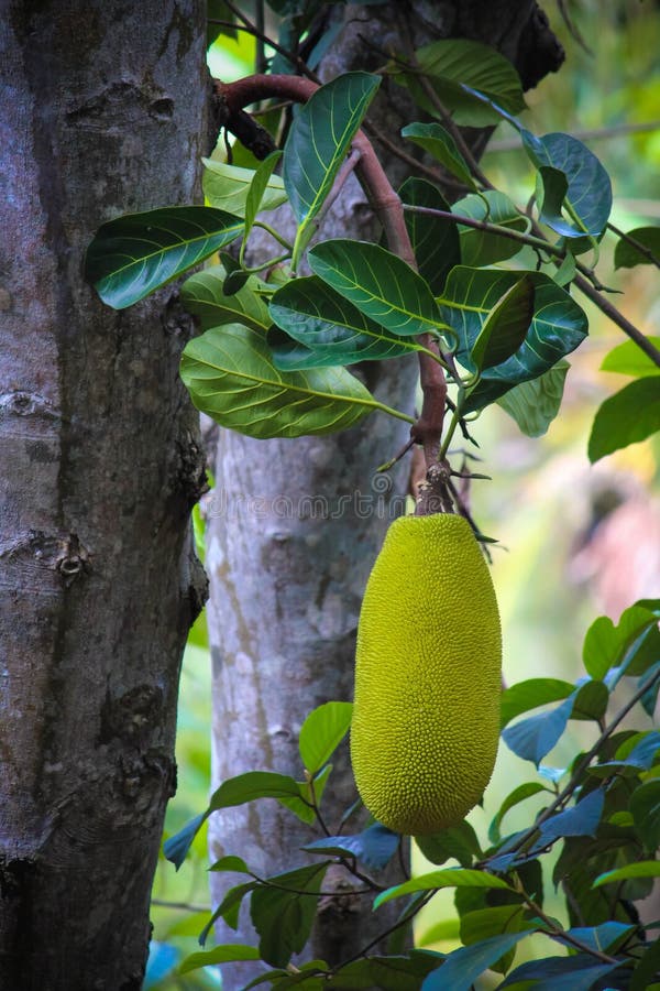 Jacquier sur l'arbre image stock. Image du arbre, jacquier - 91575023