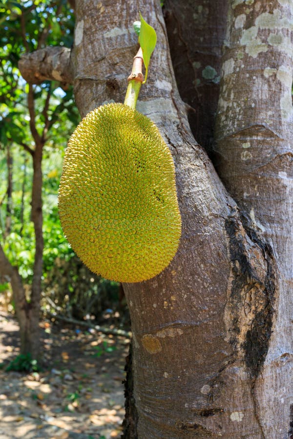 Jacquier image stock. Image du tropical, nourriture, centrale - 53880485